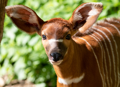 Et un, et deux, et trois … bongos ! - Safari Peaugres