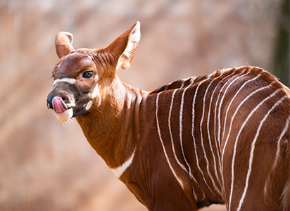 Naissance exceptionnelle d'un second bongo - Safari Peaugres