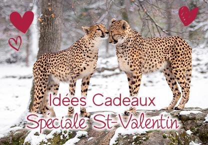 Idées cadeaux pour la St Valentin - Safari Peaugres