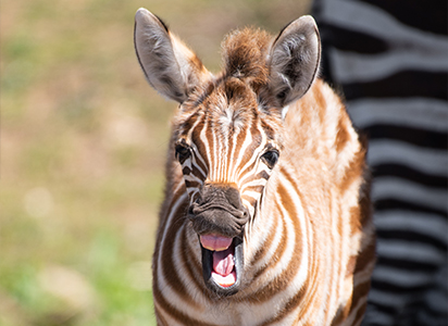 Naissance d’un zèbre au circuit voiture ! - Safari Peaugres