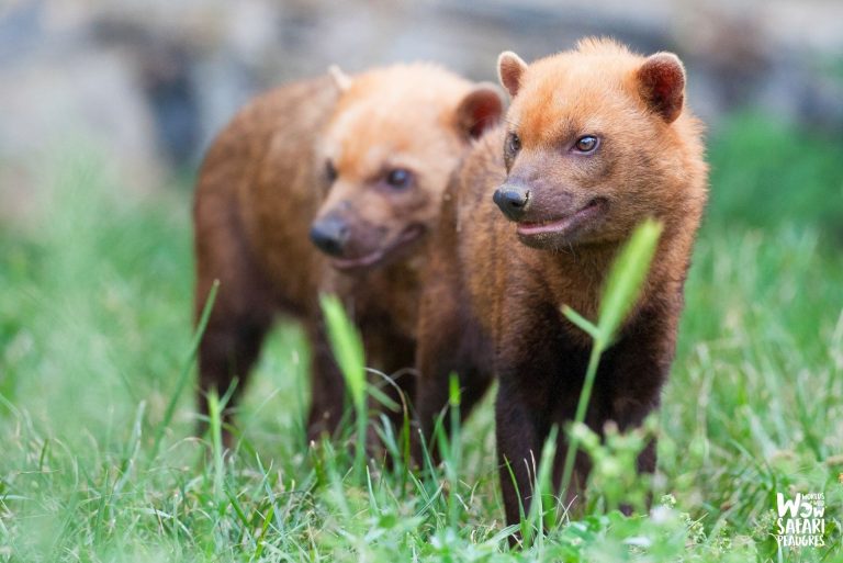 Chien des buissons – Safari Peaugres