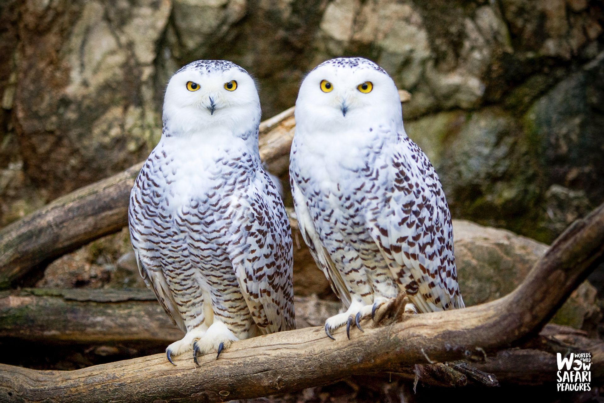 Harfang des neiges - Safari Peaugres