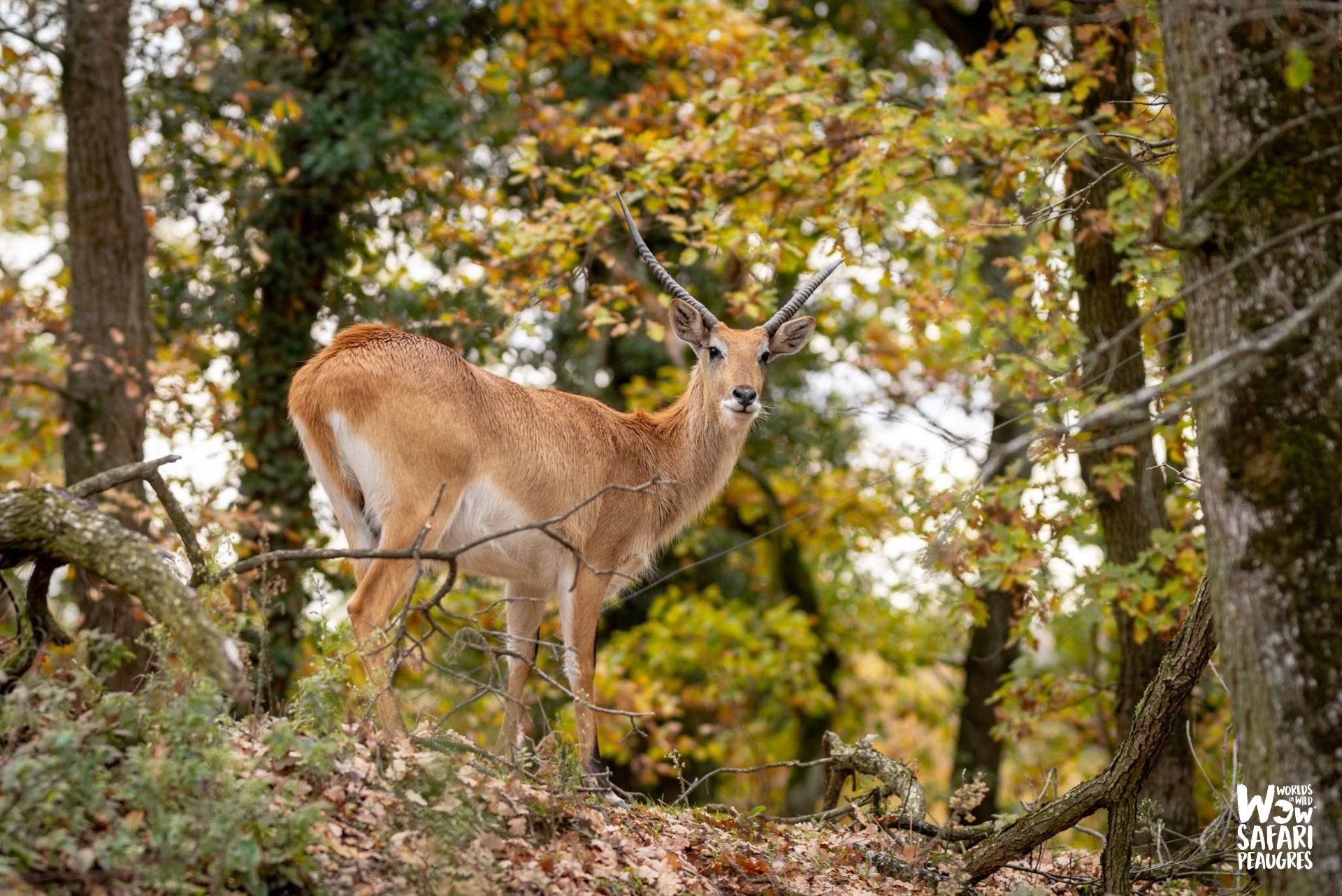 Cobe de lechwe – Safari Peaugres
