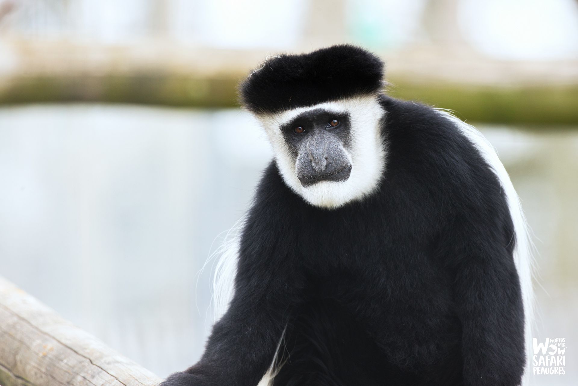 Colobe guéréza – Safari Peaugres
