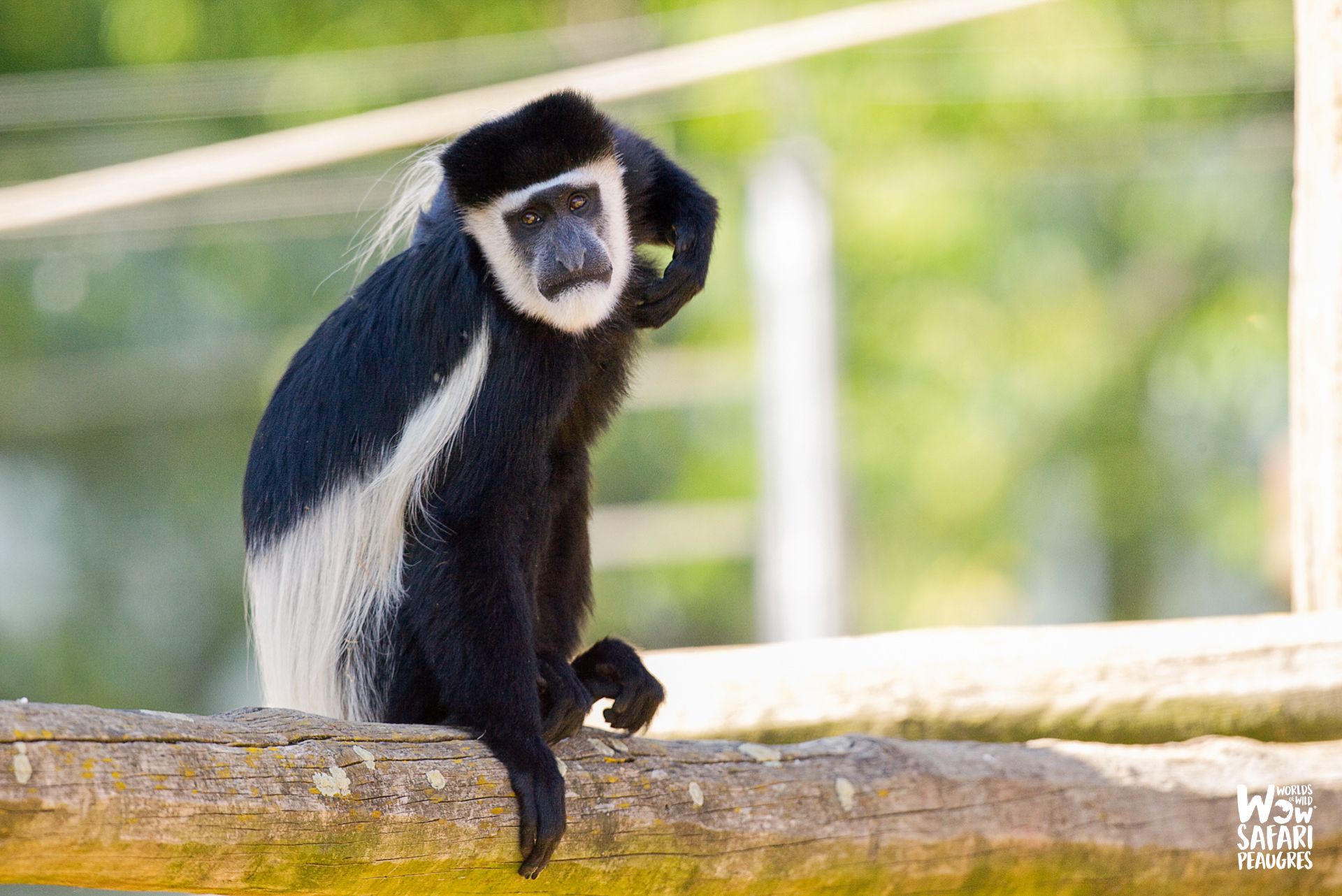 Colobe guéréza – Safari Peaugres