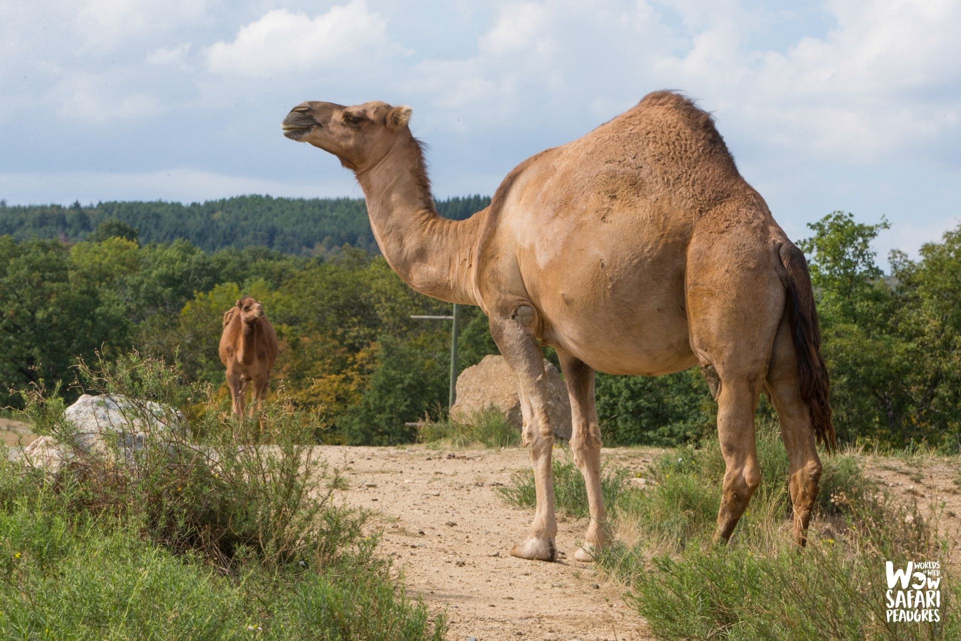 Dromadaire - Safari Peaugres