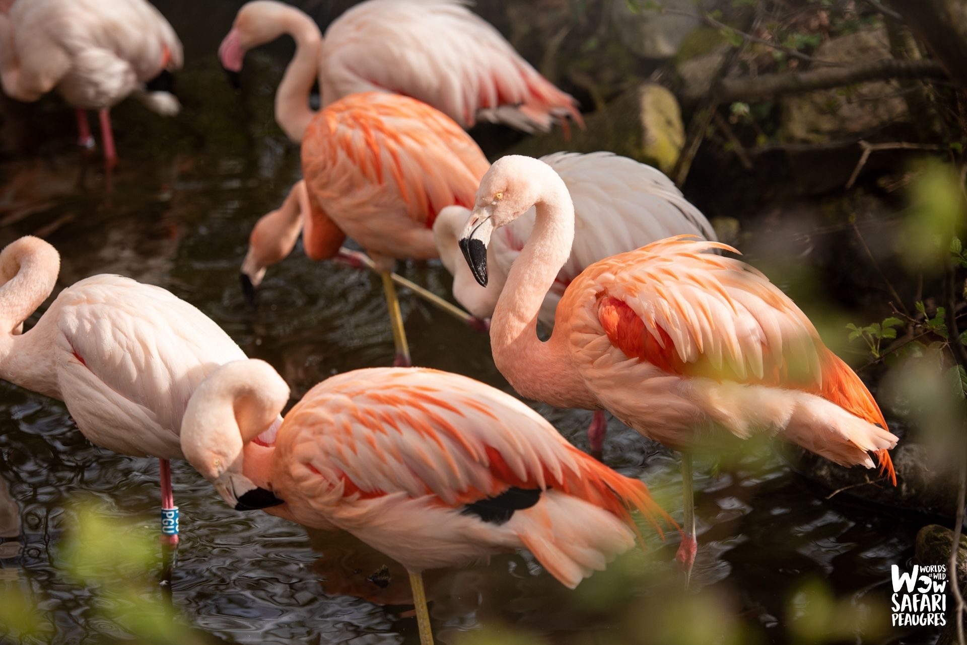 Flamant du Chili - Safari Peaugres