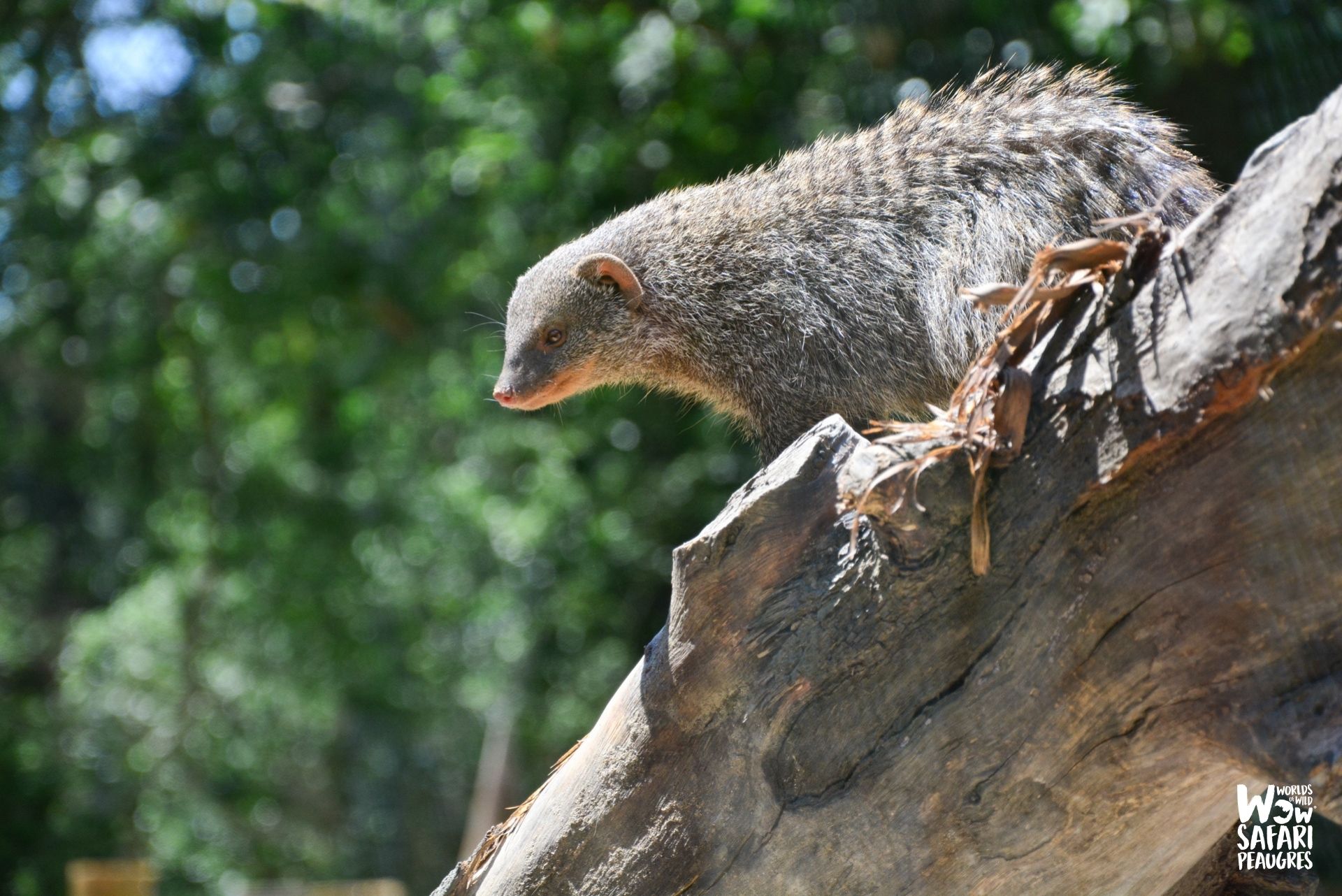 Coloriages De Mangouste Calendrier Mural 2025 Suricate Sentinelle Du