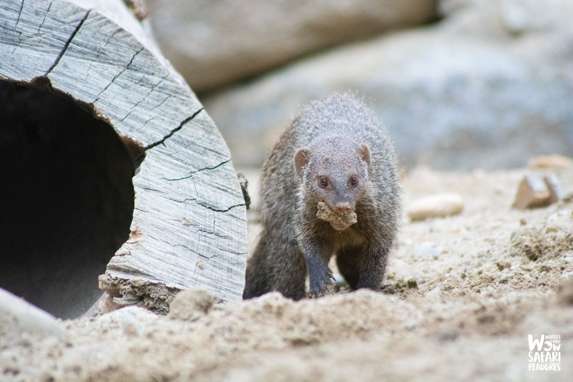 Mangouste Rayée - Safari Peaugres