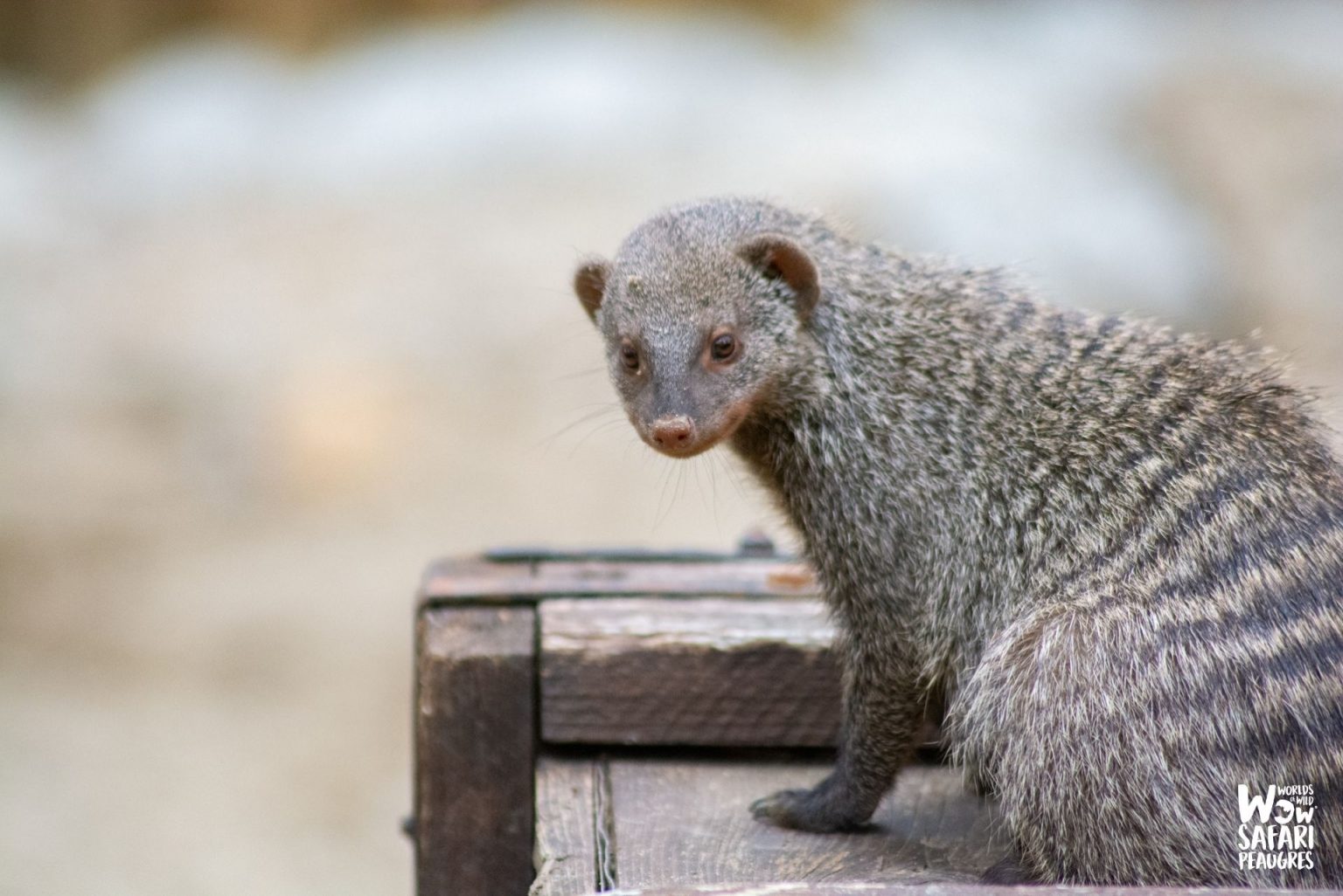 Mangouste Rayée - Safari Peaugres