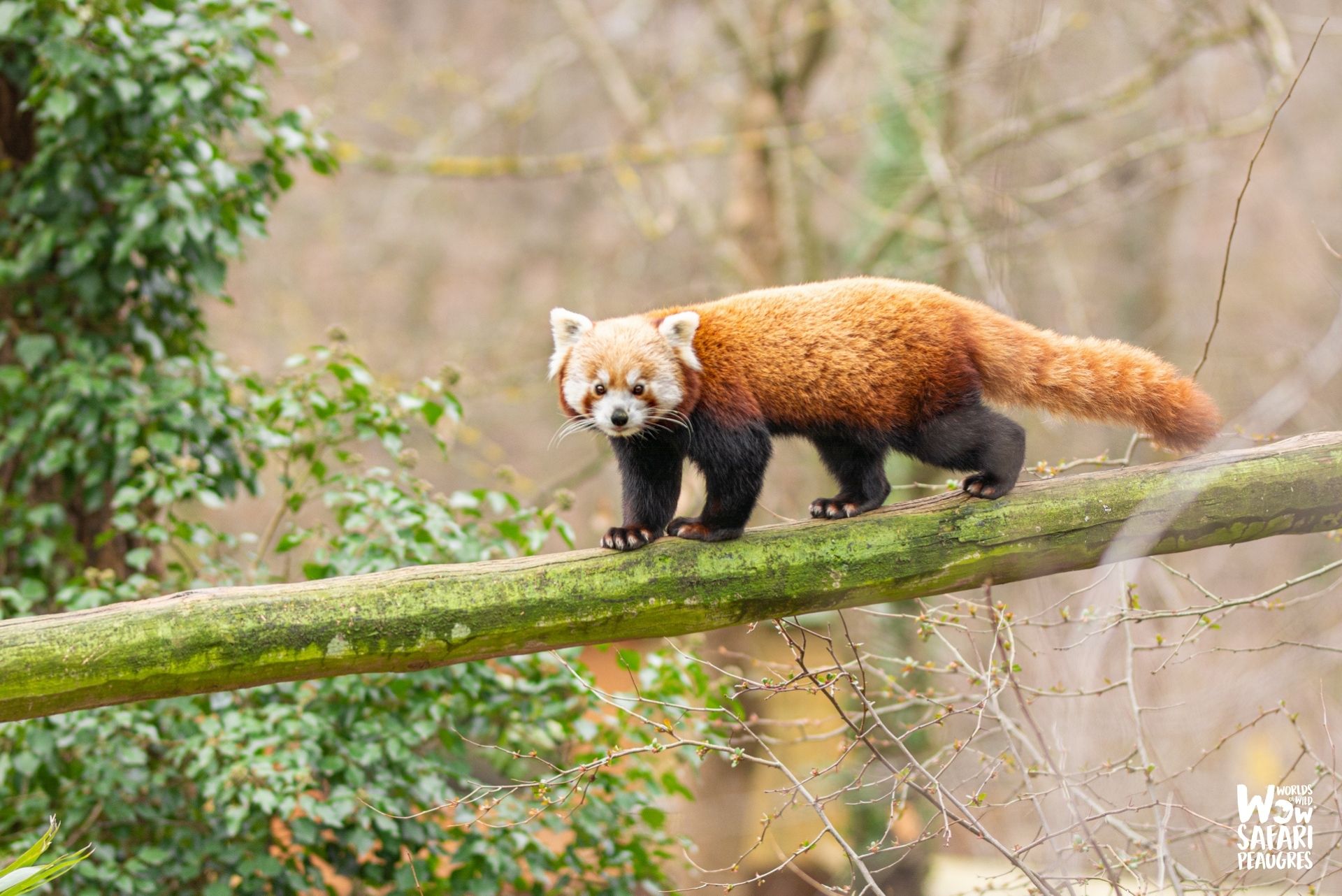 Panda roux - Safari Peaugres