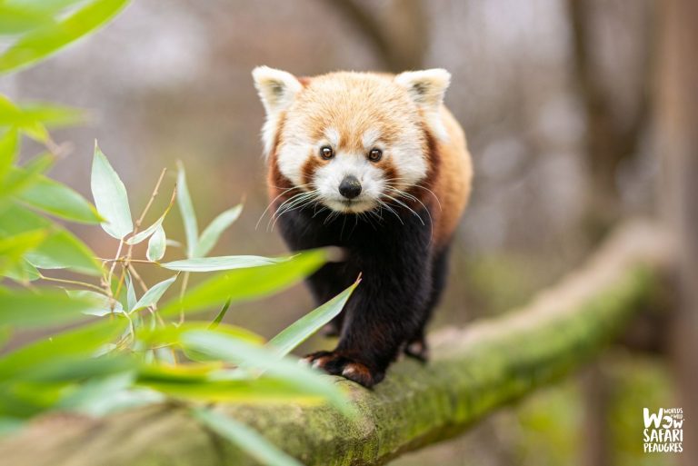 Panda roux – Safari Peaugres