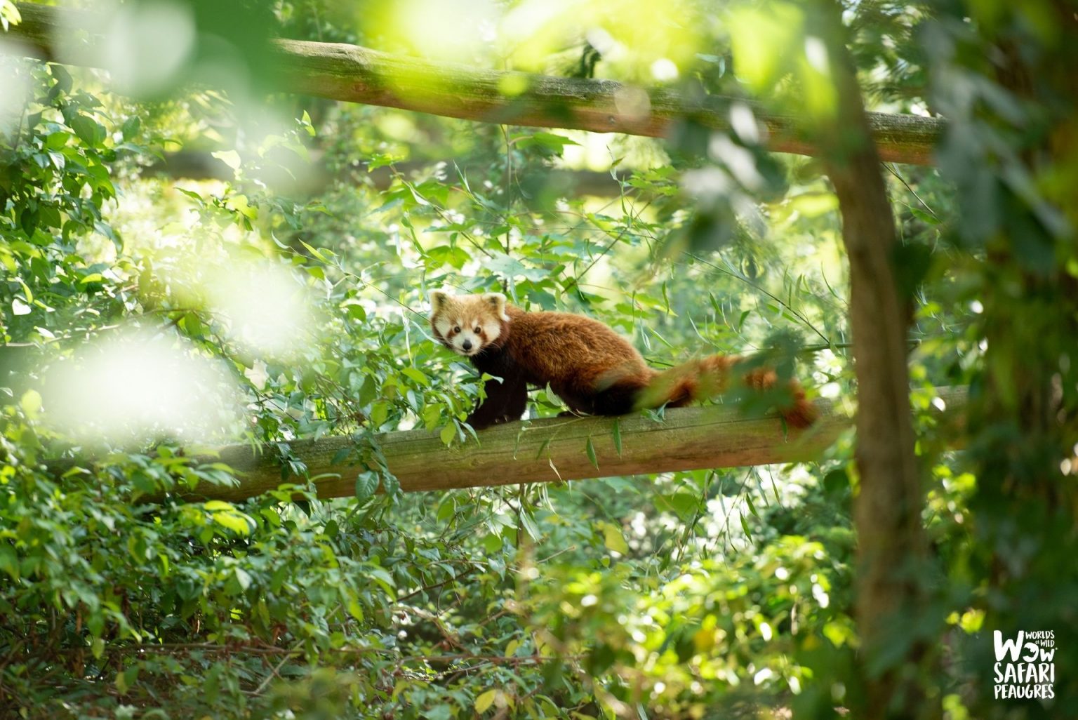 Panda roux - Safari Peaugres