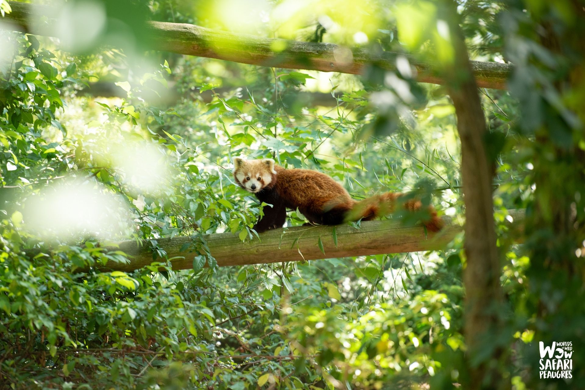 Panda roux – Safari Peaugres