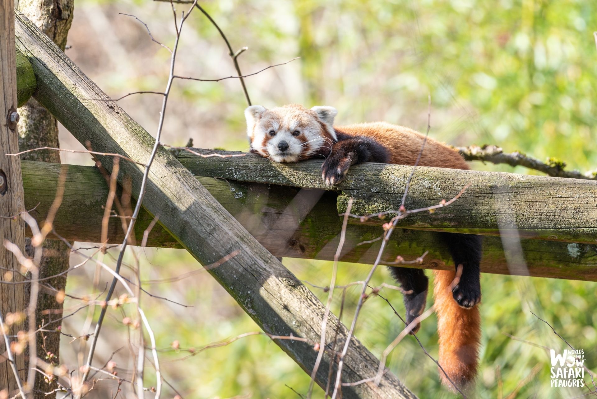 Panda roux – Safari Peaugres