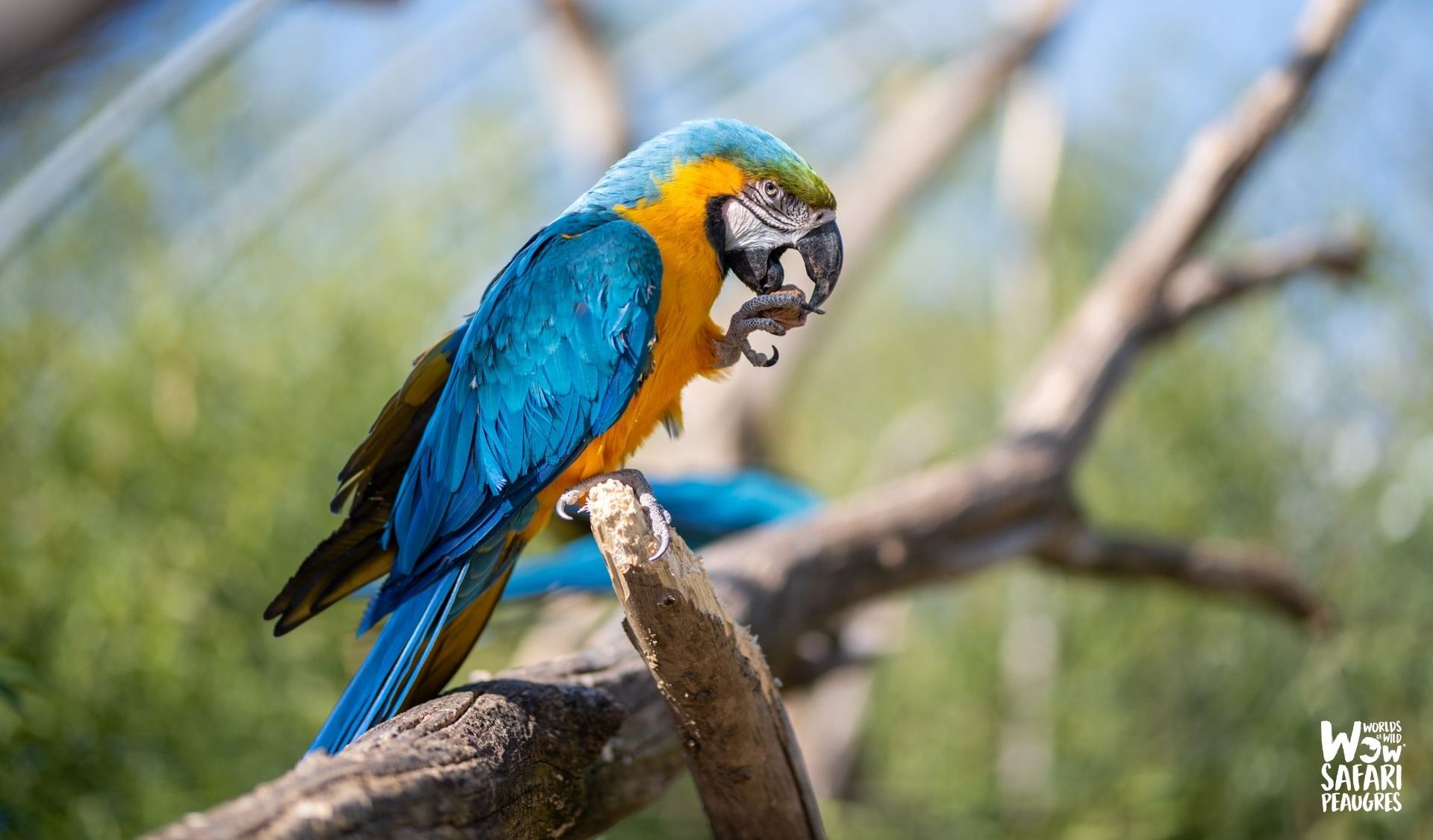 Ara bleu - Safari Peaugres