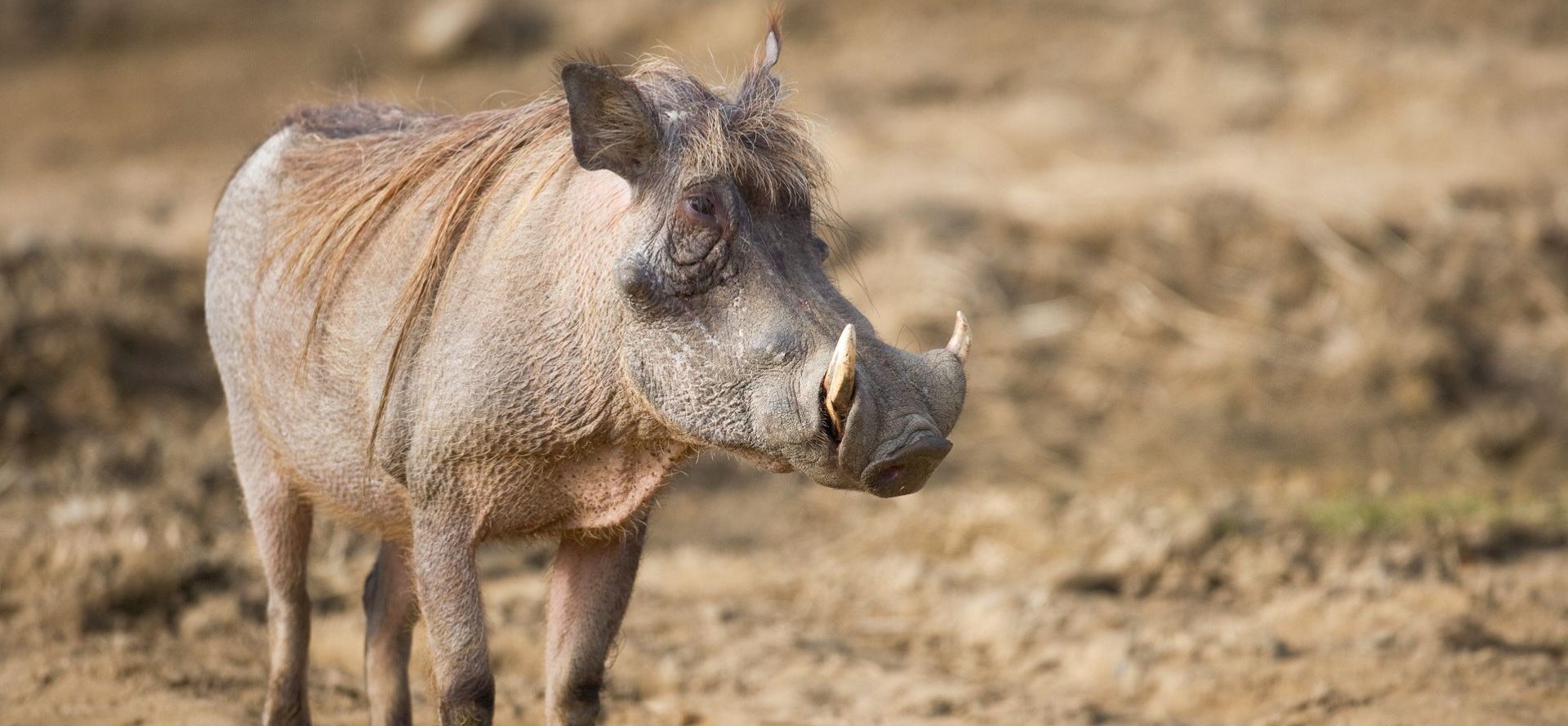 Phacochère - Safari Peaugres