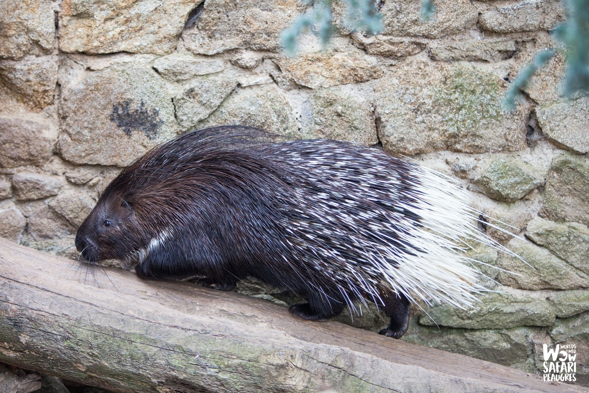 Porc épic à crête – Safari Peaugres