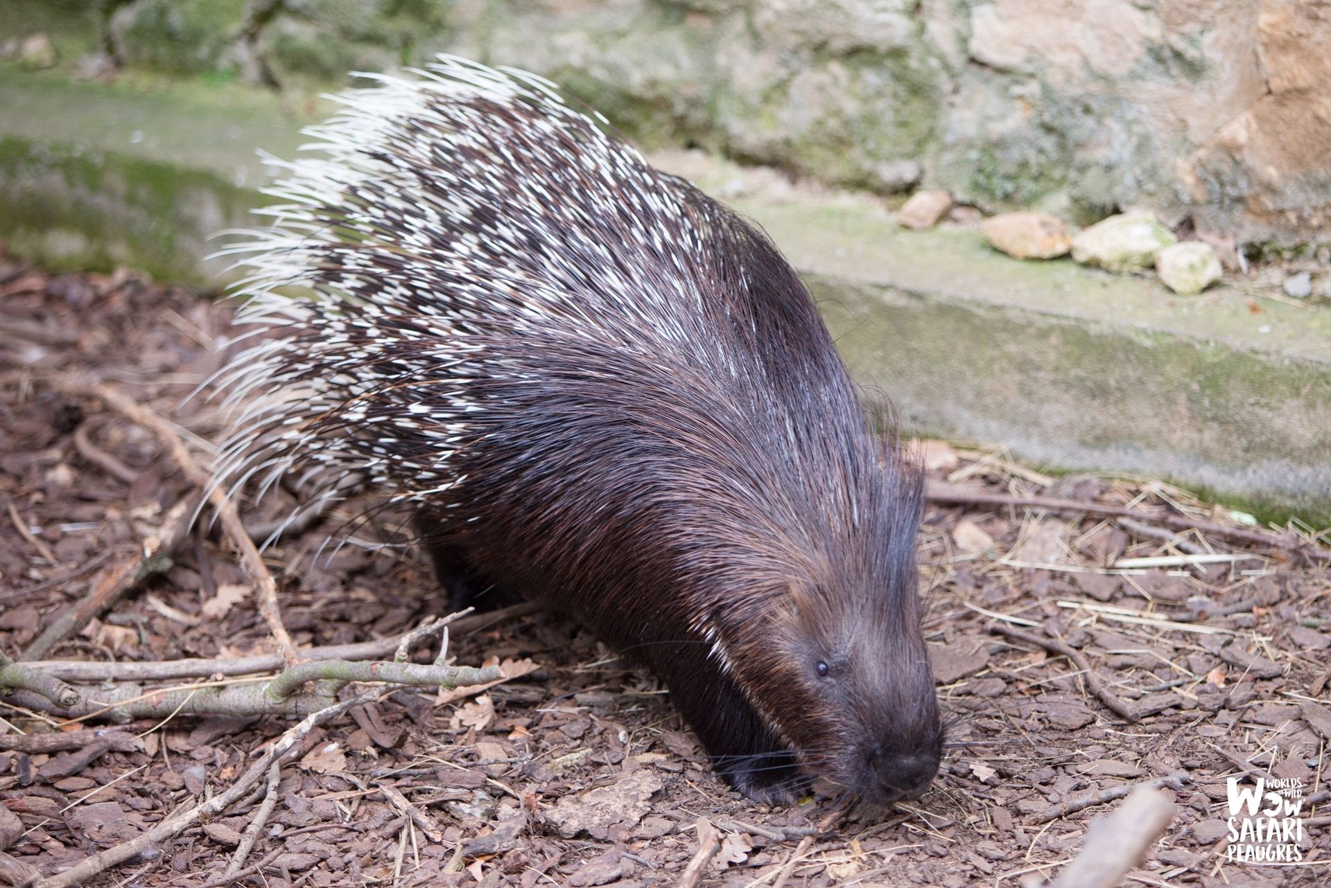 Porc épic à crête – Safari Peaugres