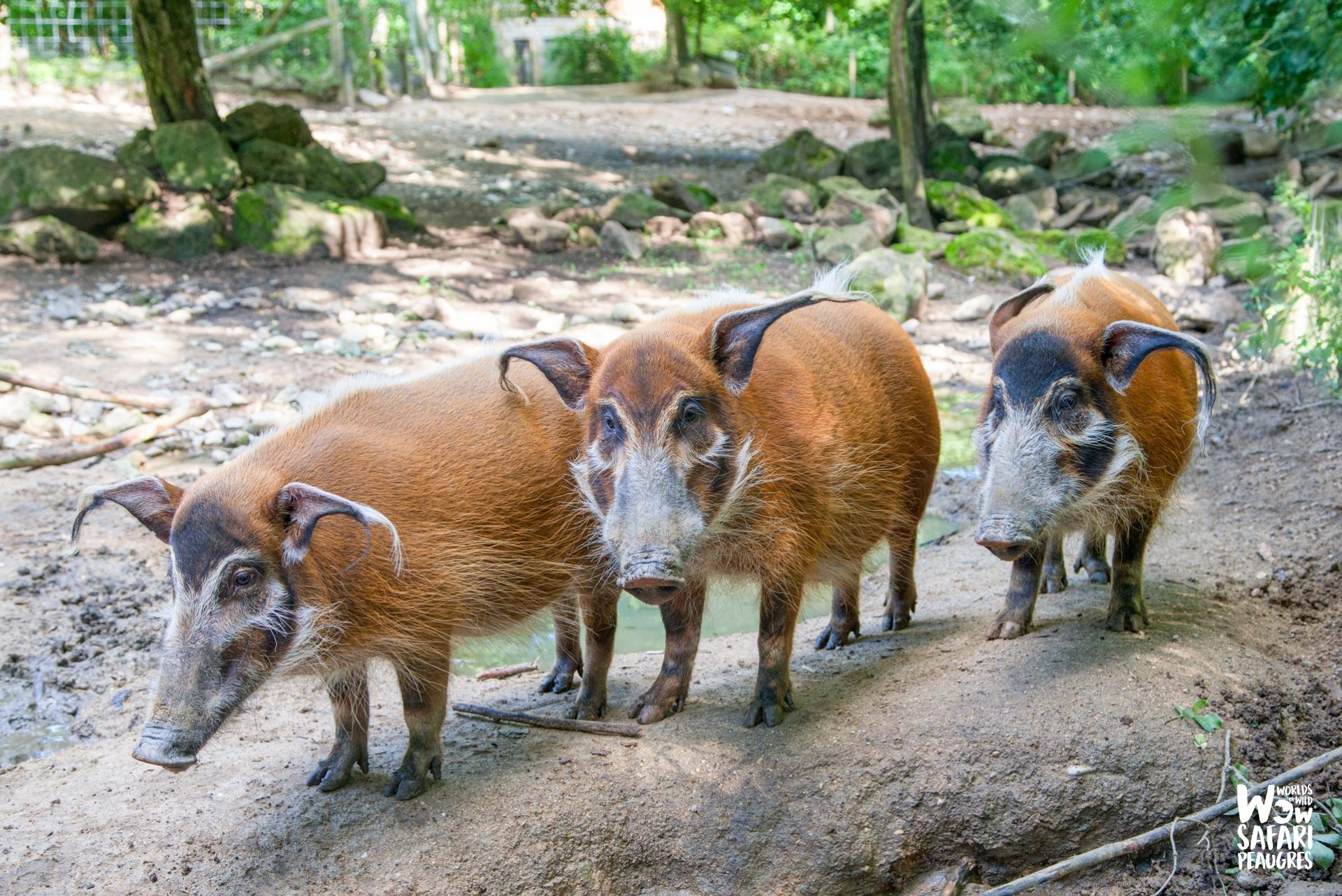 Potamochère – Safari Peaugres