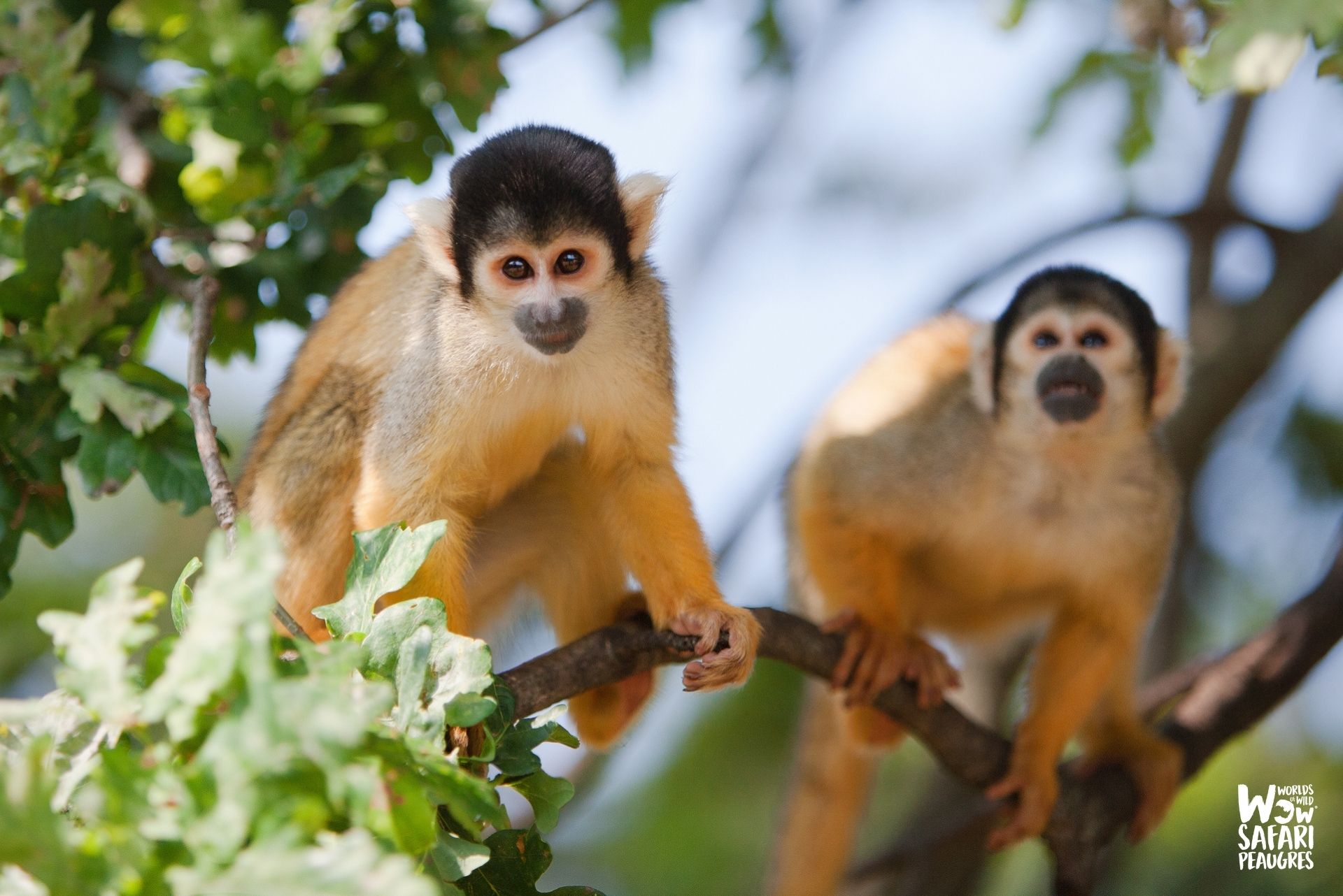 Saïmiri à tête noire - Safari Peaugres
