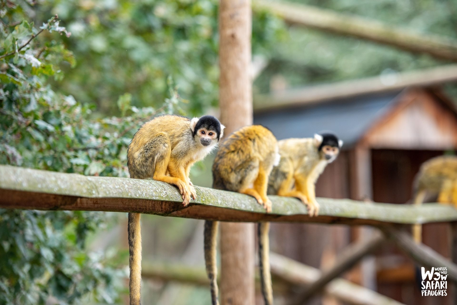 Saïmiri à tête noire – Safari Peaugres