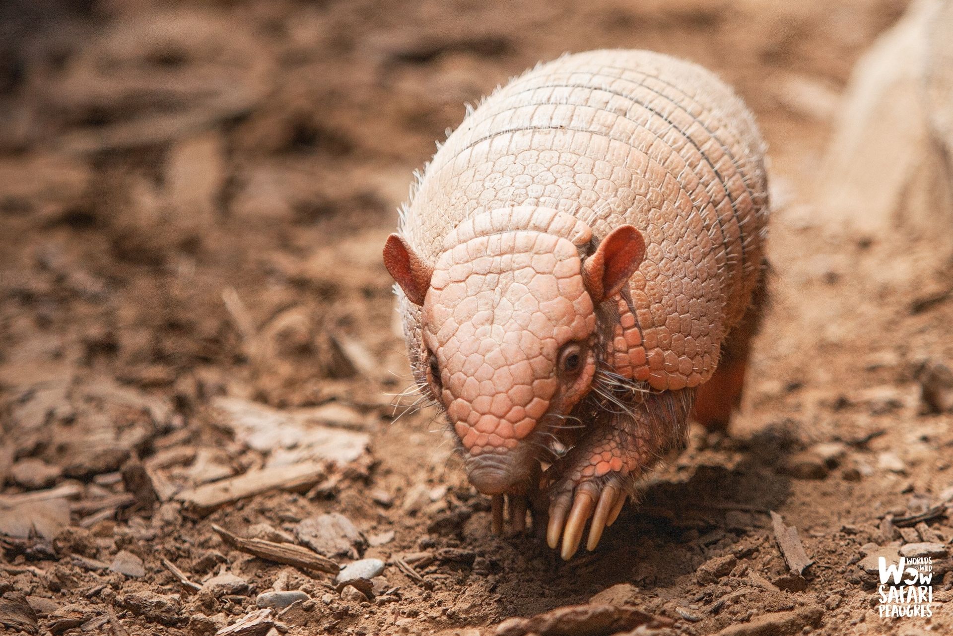 Tatou à six bandes – Safari Peaugres