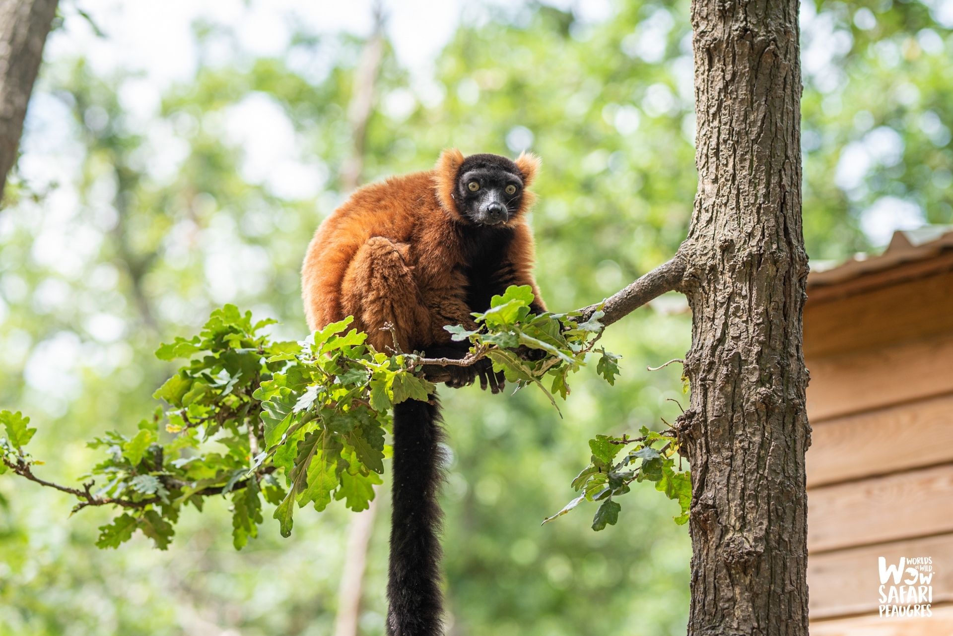 Vari roux - Safari Peaugres
